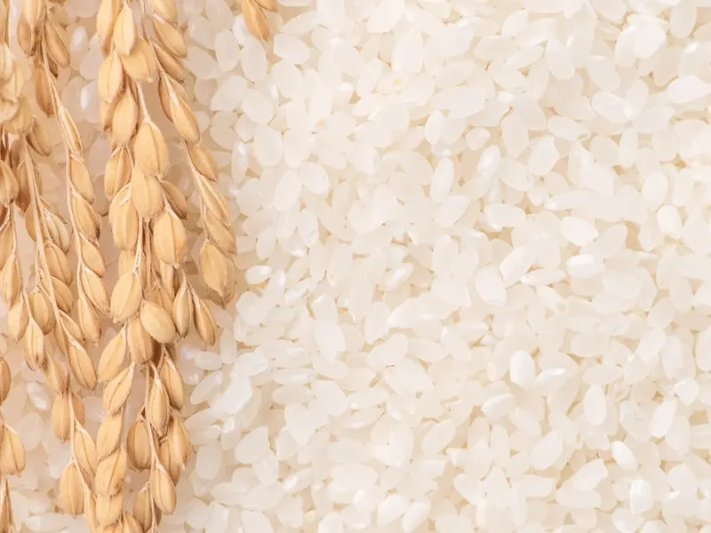 Basmati Rice | Rice - JBGreenGold Enterprises - Mylavaram, Andhra Pradesh
